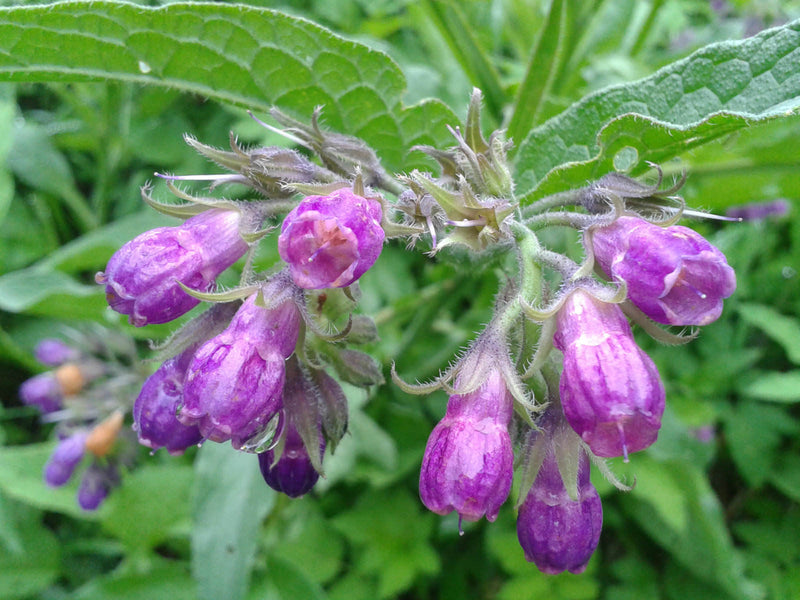A Closer Look at Comfrey Oil: History, Origins, and Cultural Connectio