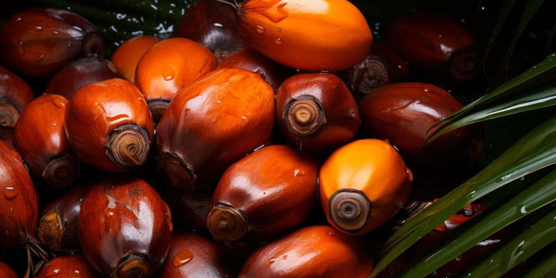 What Is Batana Oil? A Beginner’s Guide to This Traditional Plant-Based