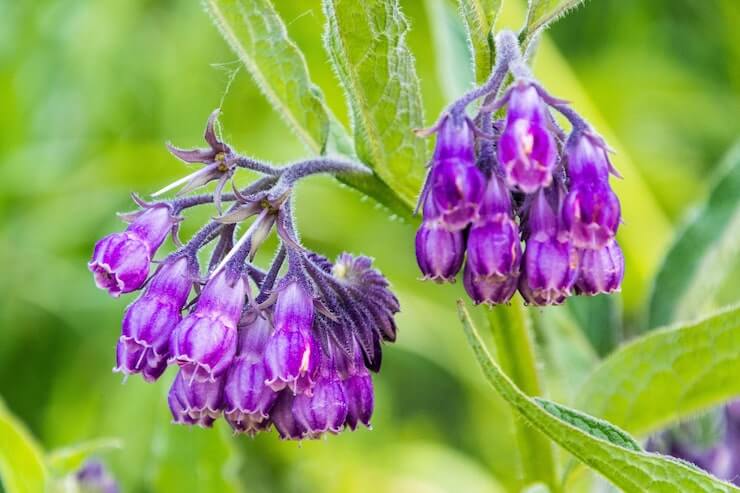 What Is Comfrey Oil? A Beginner’s Guide to This Traditional Botanical