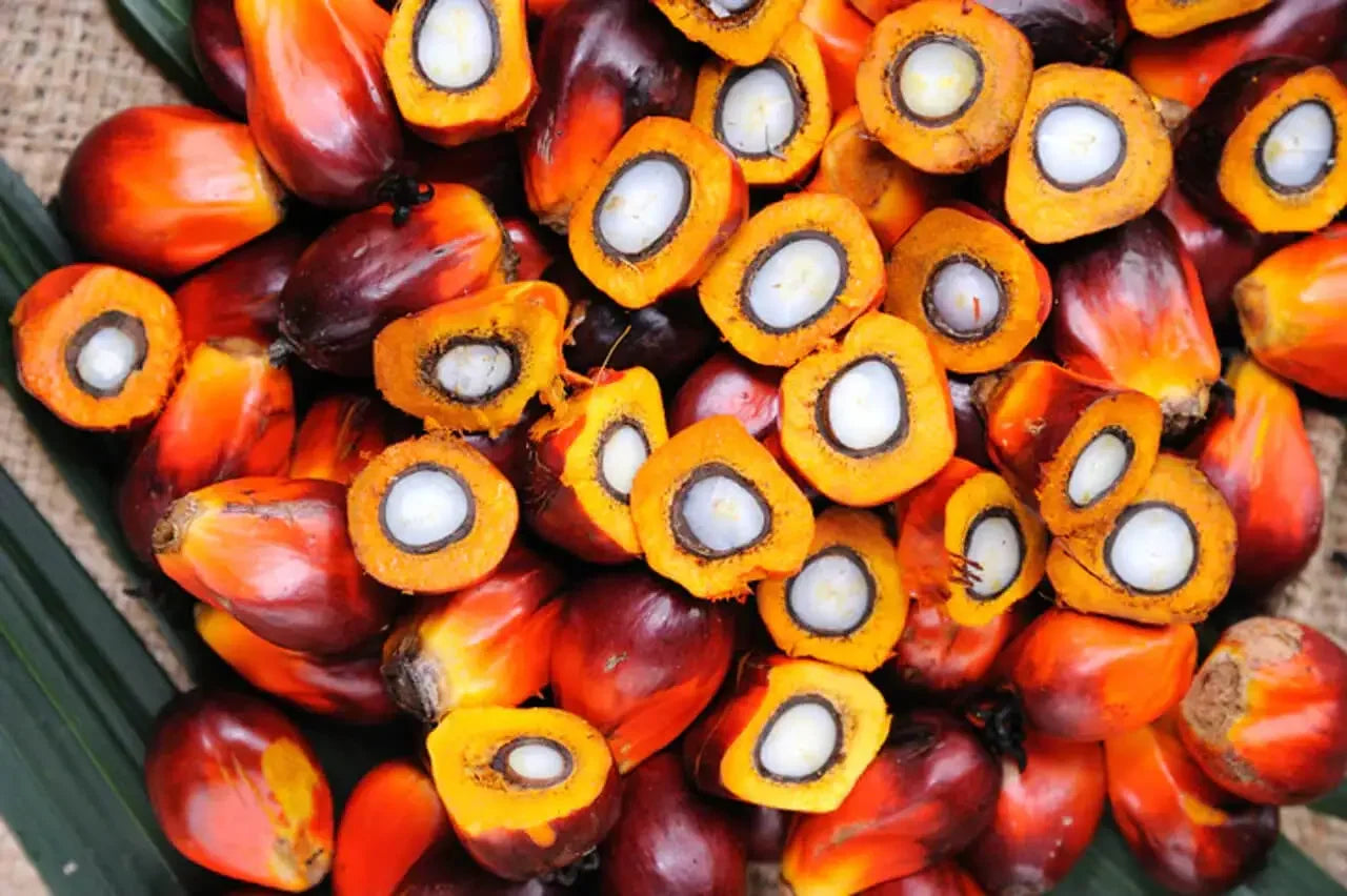 What Is Batana Oil? A Beginner’s Guide